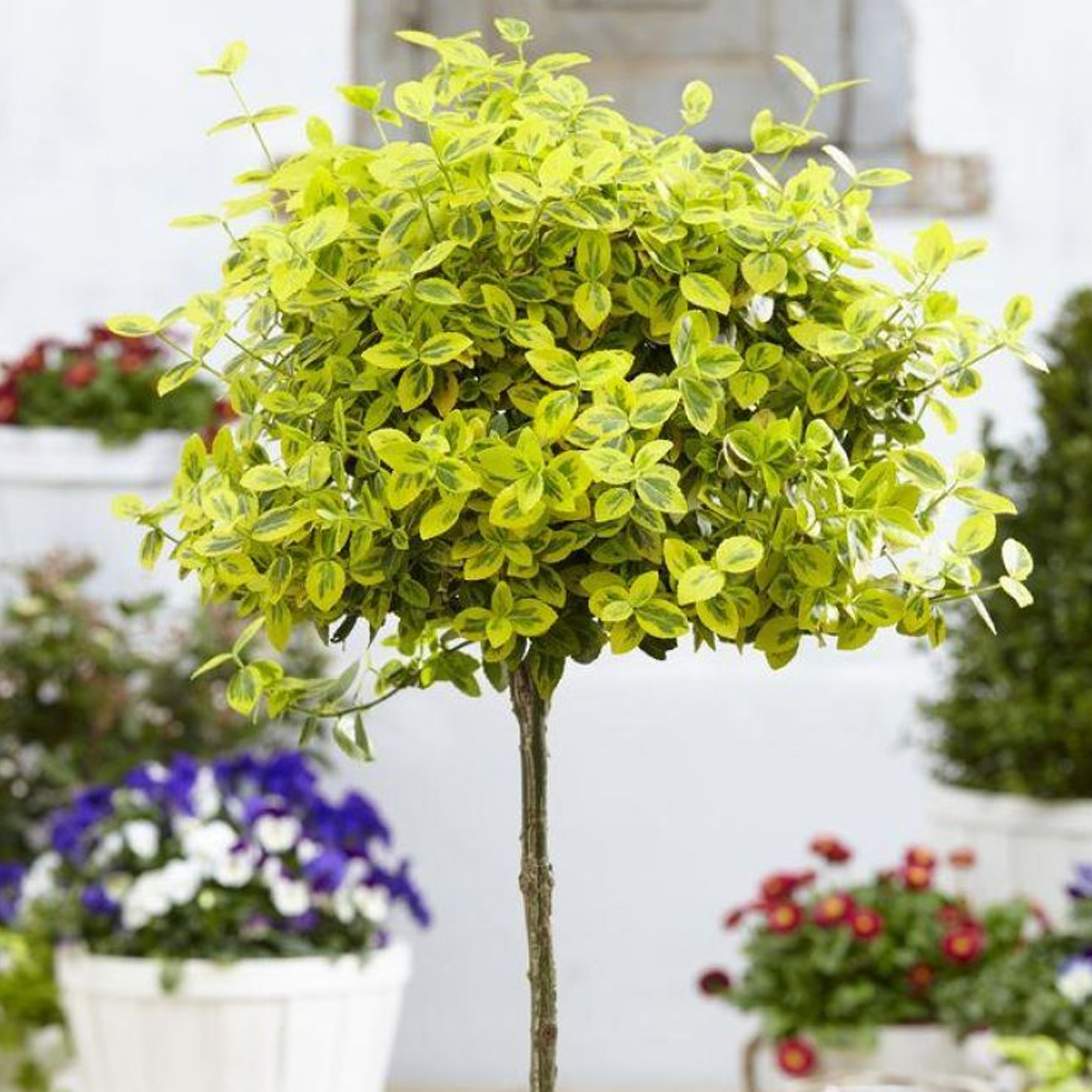 Euonymus Emerald n Gold Tree Potted Spindle Ornamental Trees for Small ...