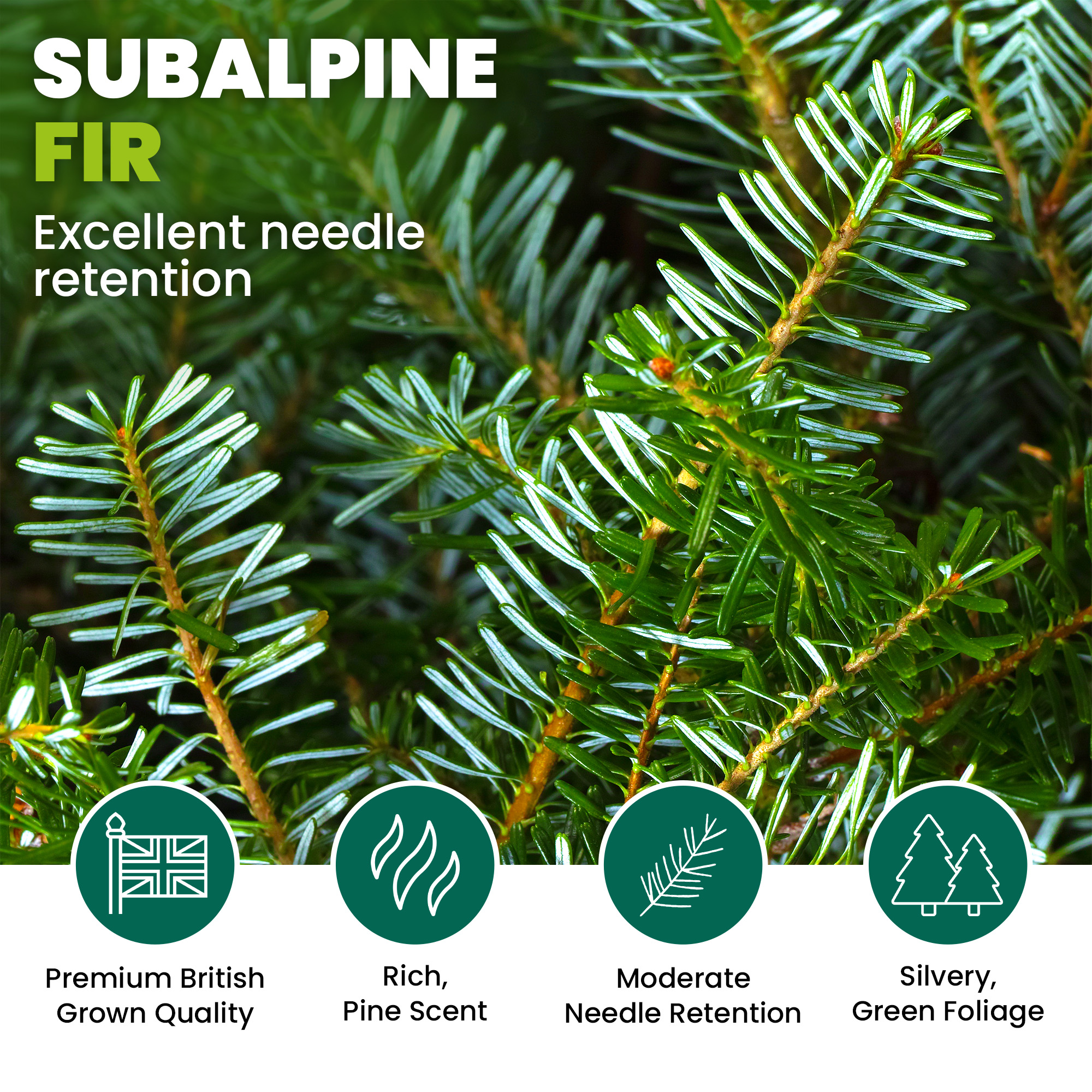 Subalpine Blue Fir Fresh Cut Christmas Tree Real Live Fresh Living ...