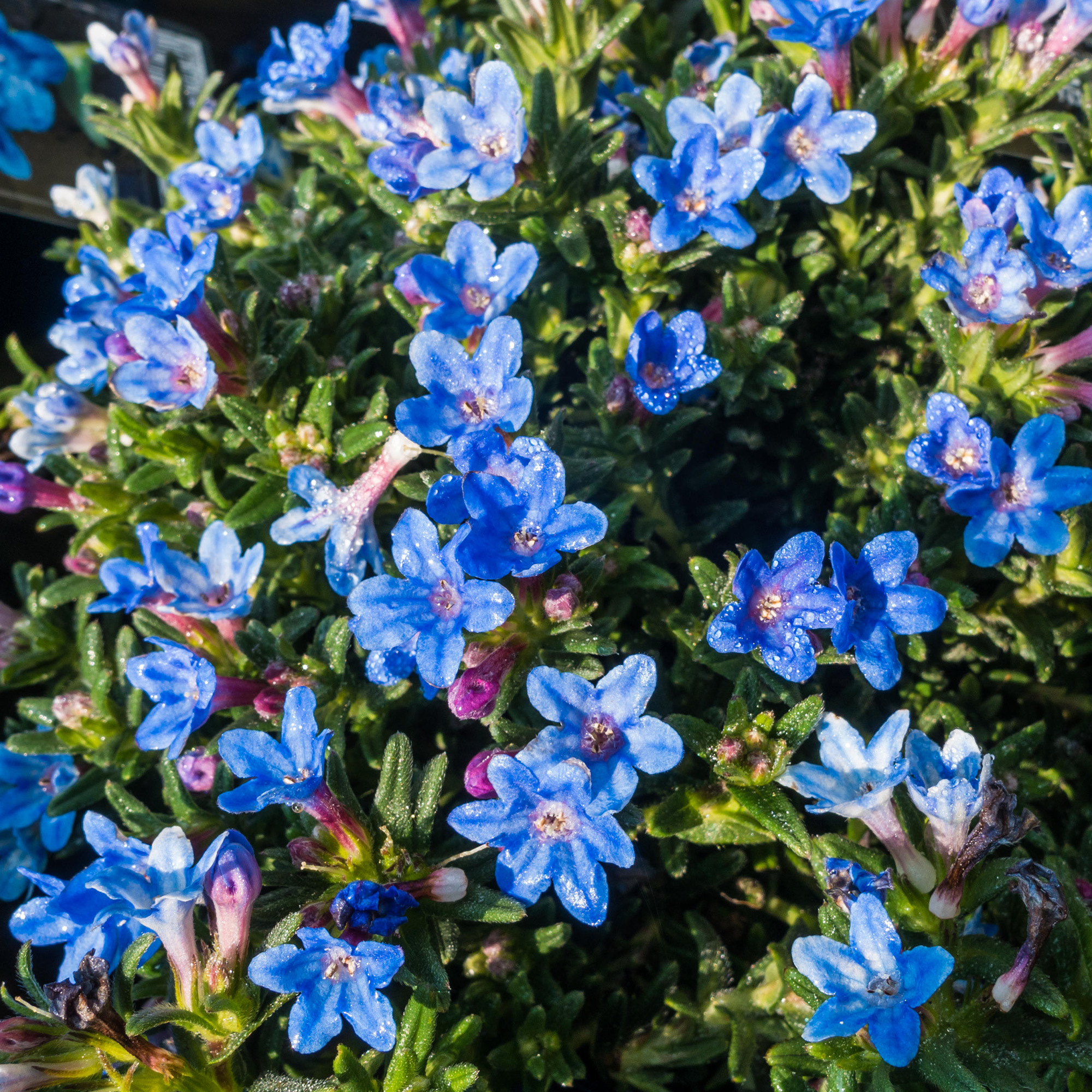 Lithodora Heavenly Blue - Evergreen Ground Cover Shrub - Outdoor Plant ...