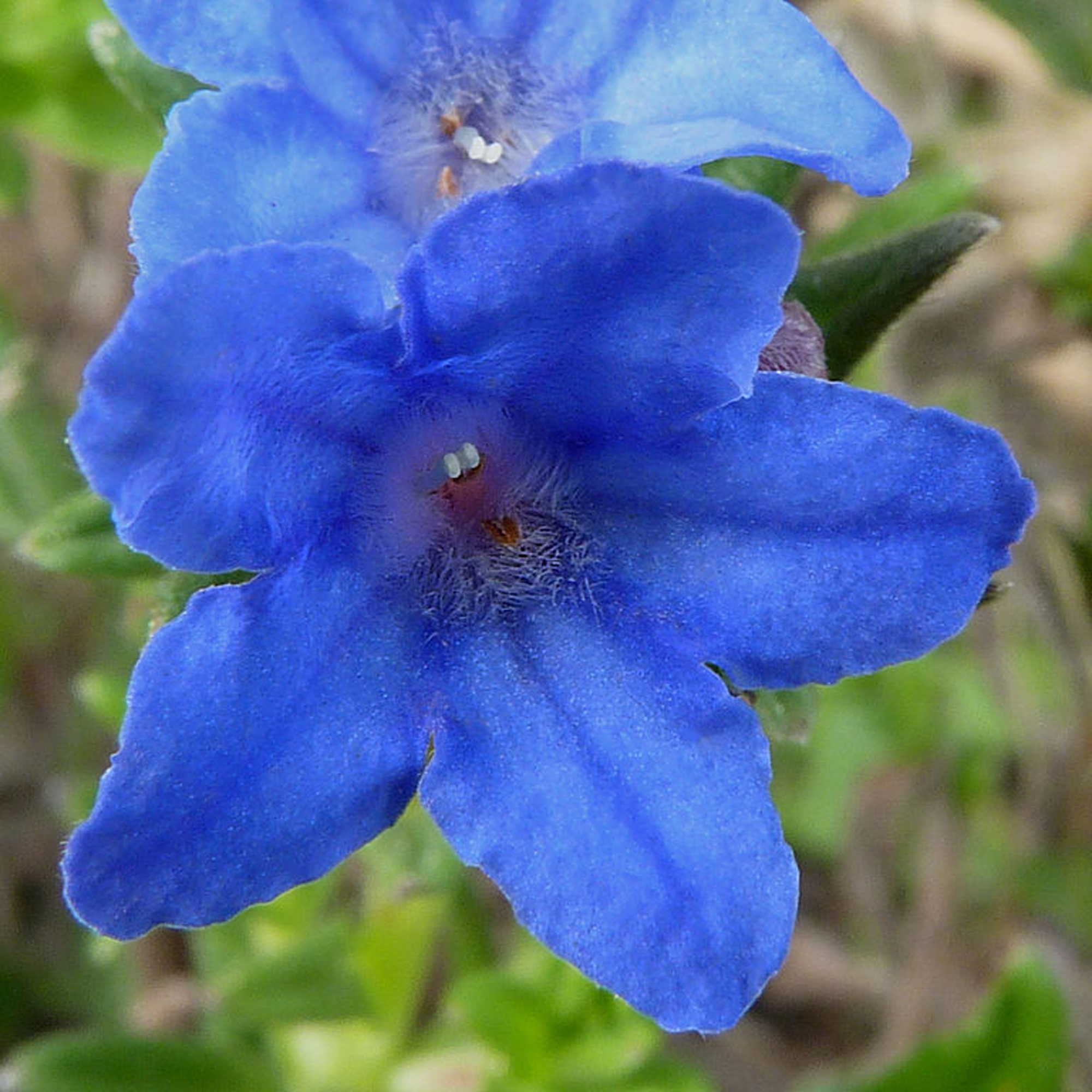 Lithodora Heavenly Blue - Evergreen Ground Cover Shrub - Outdoor Plant ...