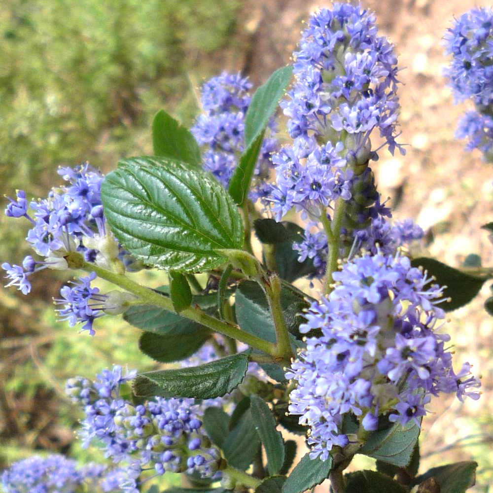 Ceanothus Victoria Californian Lilac Evergreen Outdoor Garden Shrub ...