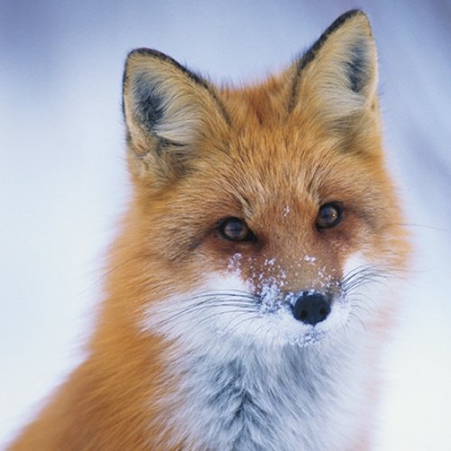 Pack of 8 Friendly Fox Multiple Sclerosis Trust Fairdeal Charity ...