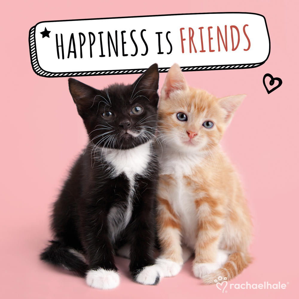 Birthday Greetings Friend Of Cats