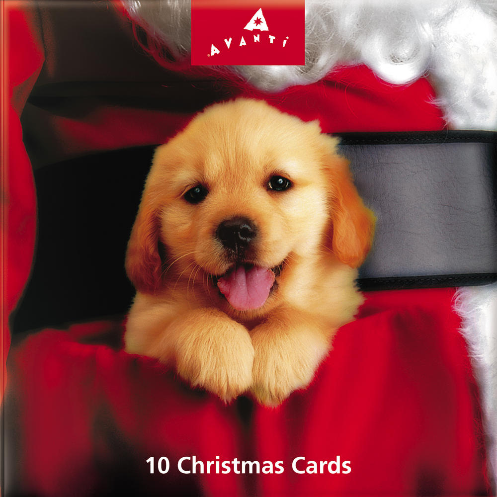 Box of 10 Festive Puppy Dogs Christmas Cards In 2 Designs | Cards