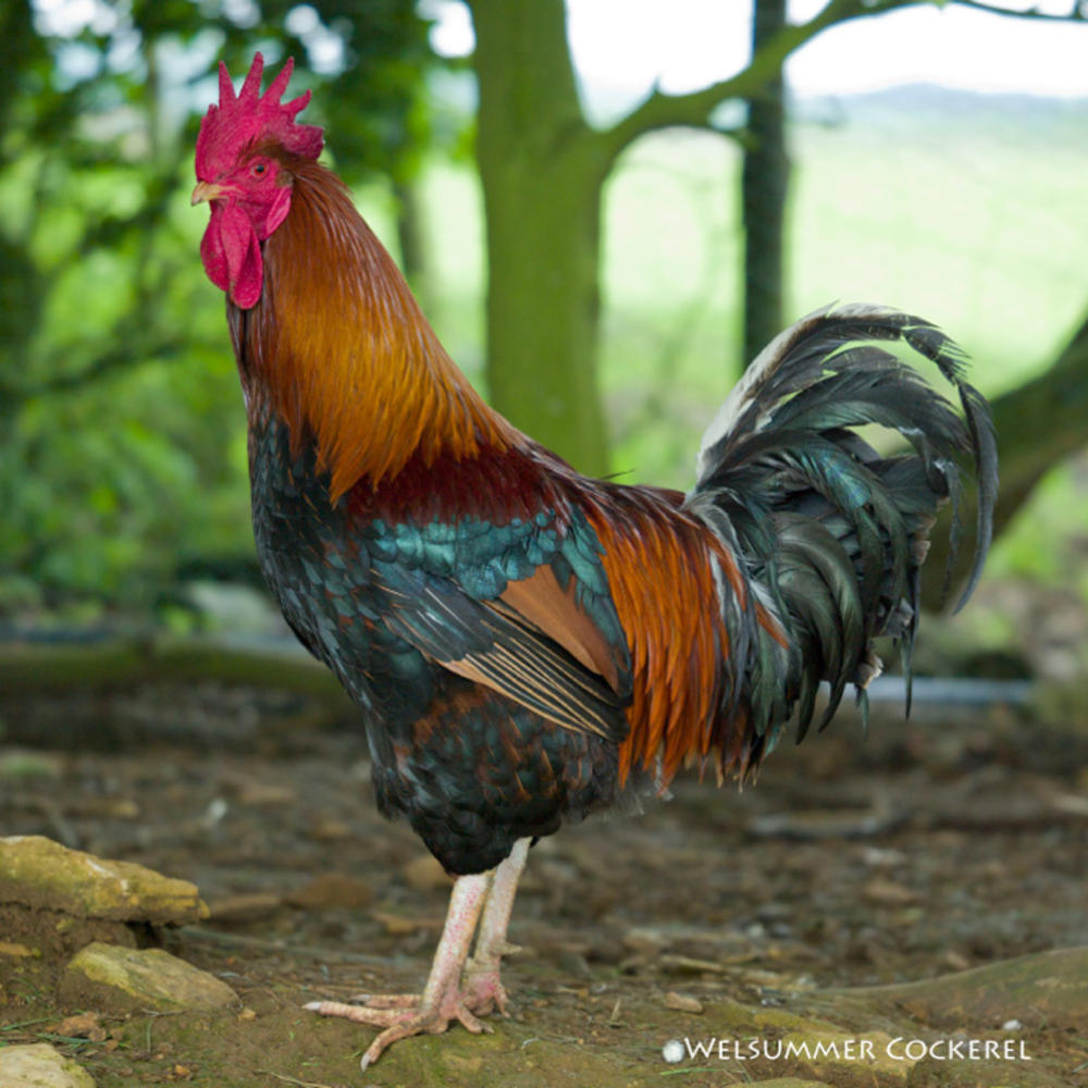 Down On The Farm Cockerel Sound Greeting Card | Call Of The Wild
